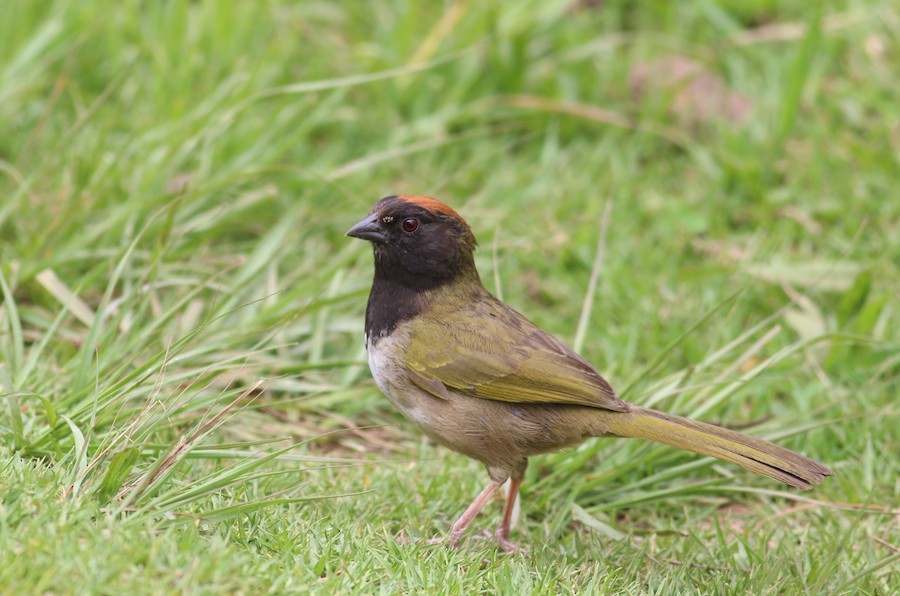 Spotted x Collared Towhee (hybrid) - eBird