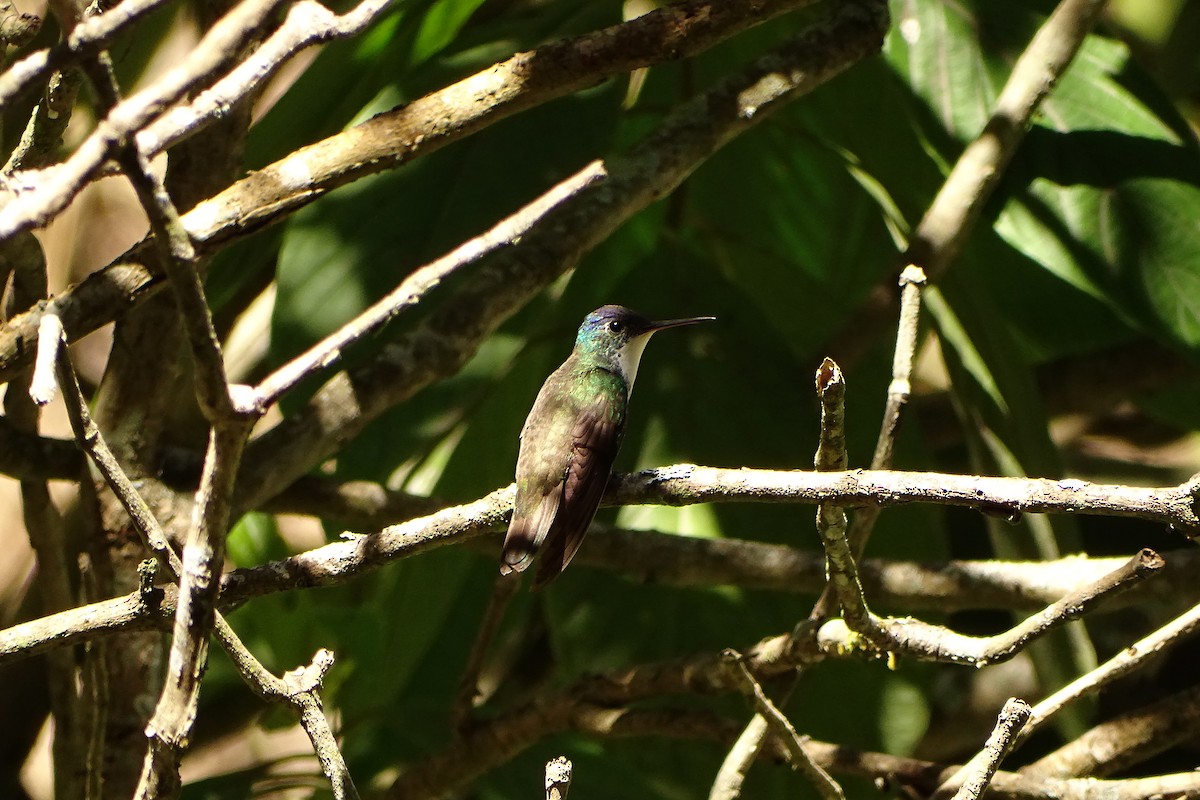 ML533713581 - Azure-crowned Hummingbird - Macaulay Library
