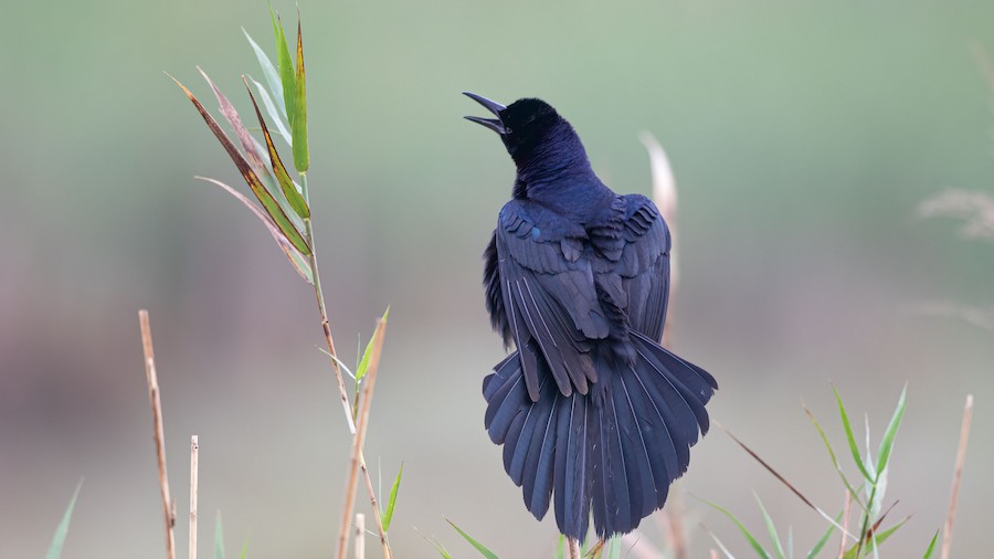 Boat-tailed Grackle (major) - eBird