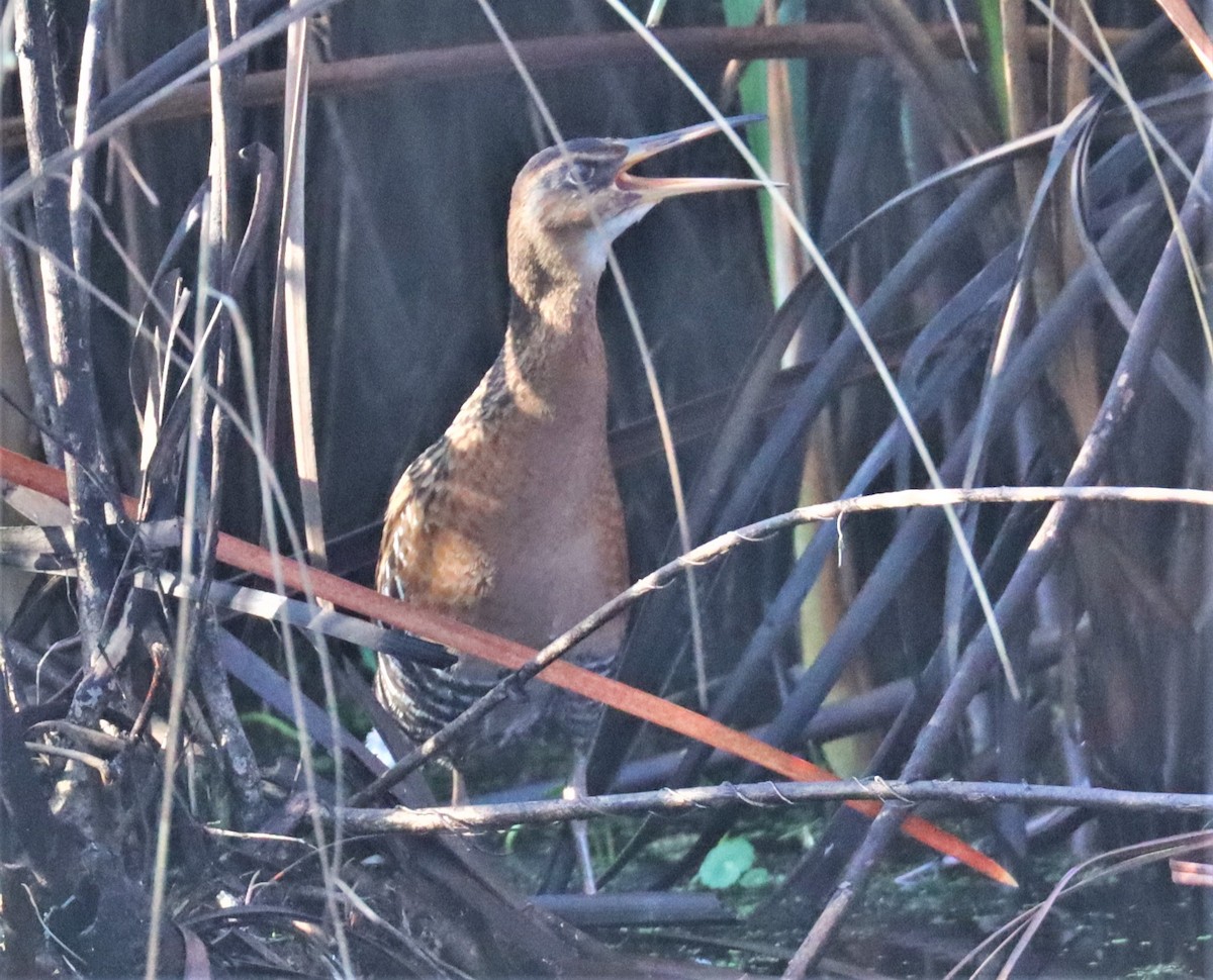 eBird Checklist - 10 Feb 2023 - Lake Woodruff NWR - 48 species
