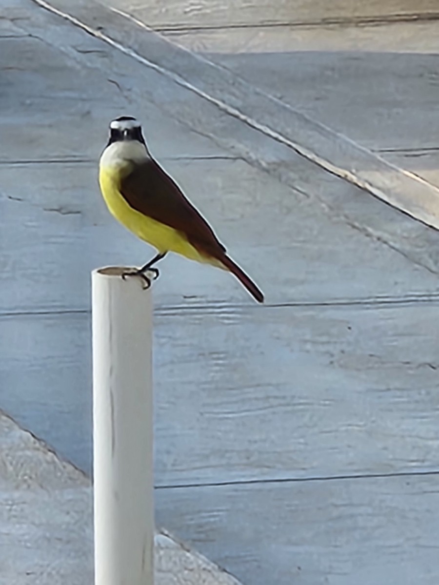 ML533978501 - Great Kiskadee - Macaulay Library