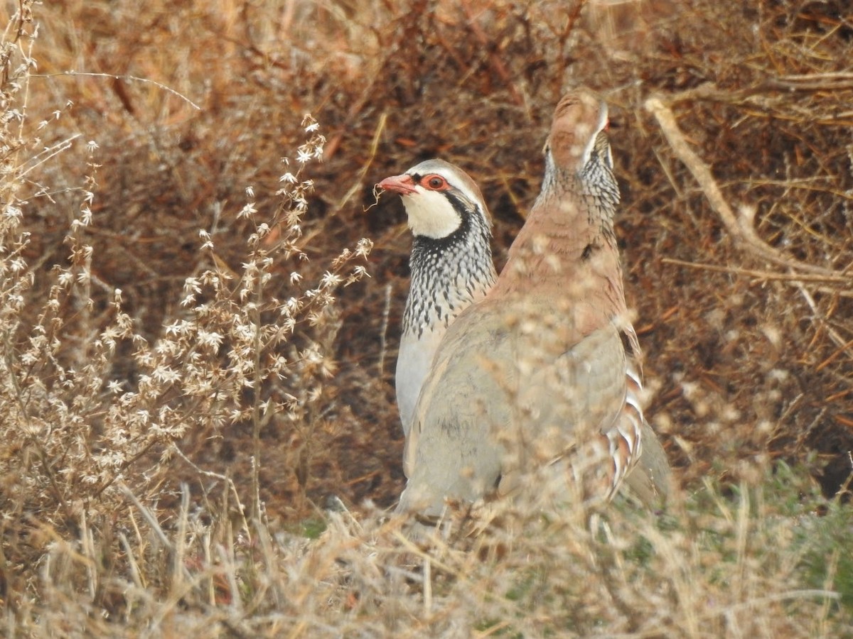 eBird Checklist - 11 Feb 2023 - Corvera, zona general - 42 species