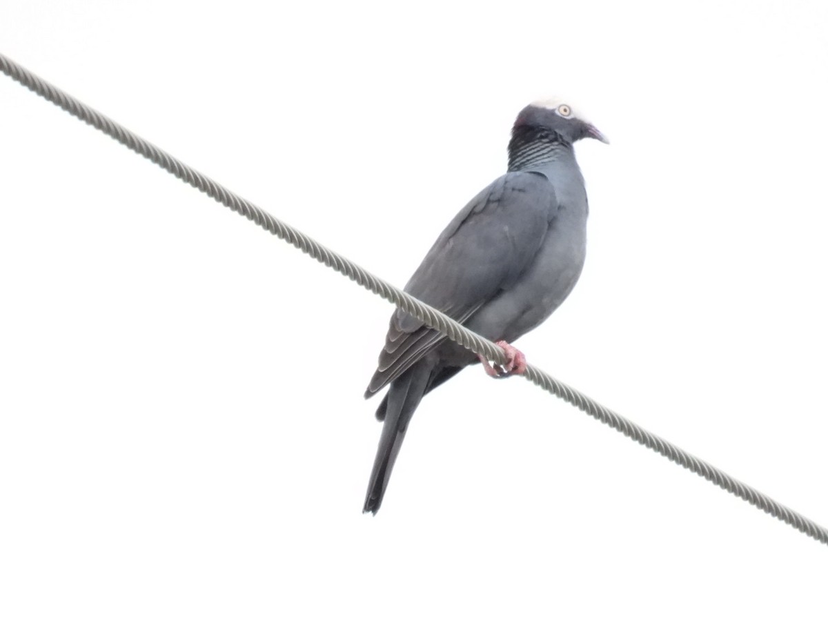 eBird Checklist - 11 Feb 2023 - Area de Joyuda - 20 species