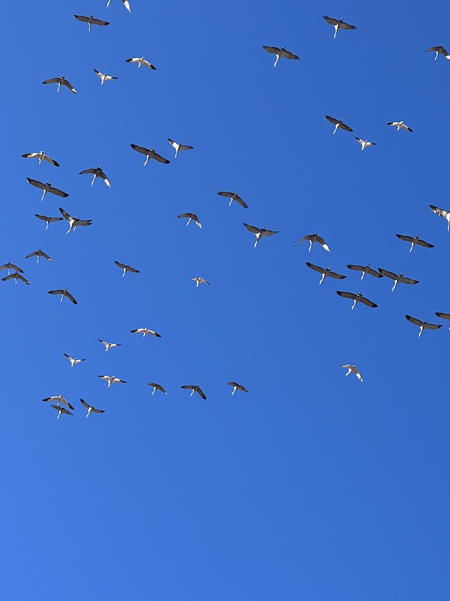 eBird Checklist - 9 Feb 2023 - Whitewater Draw Wildlife Area - 27 species