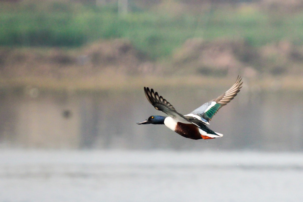 eBird Checklist - 11 Feb 2023 - Mote Majra - 7 species