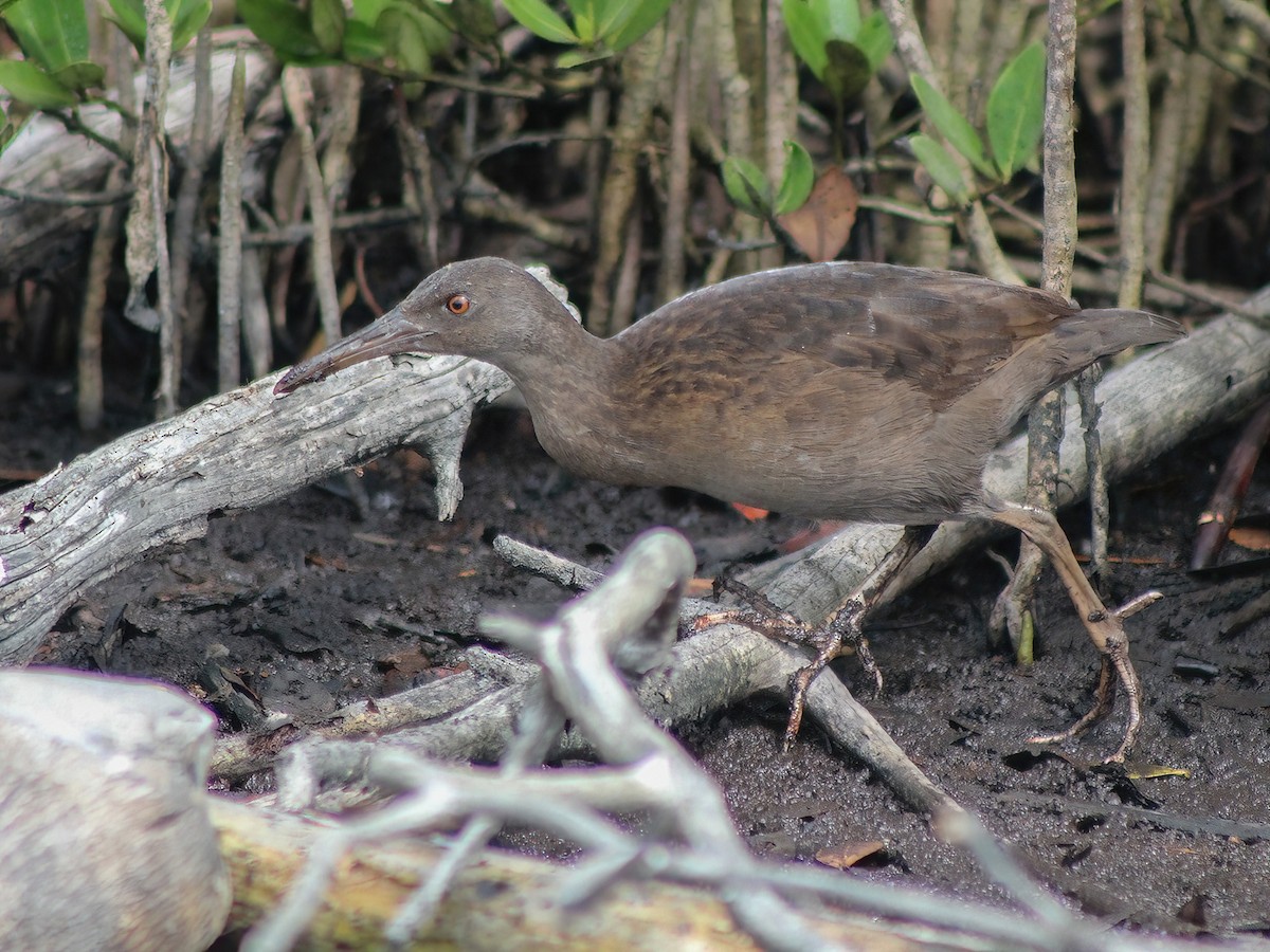 Plain-flanked Rail - Rallus wetmorei - Birds of the World
