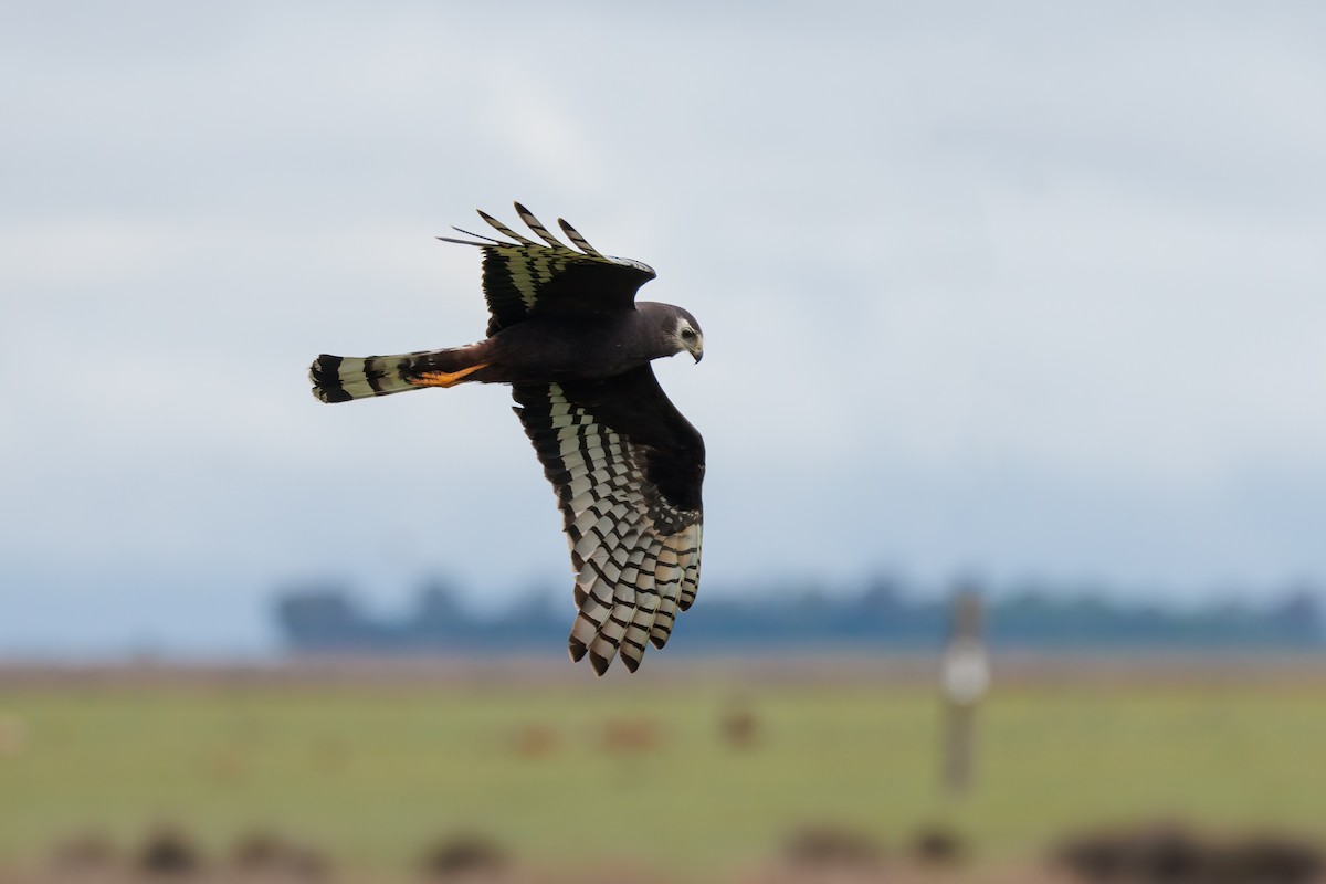 ML534929361 - Long-winged Harrier - Macaulay Library