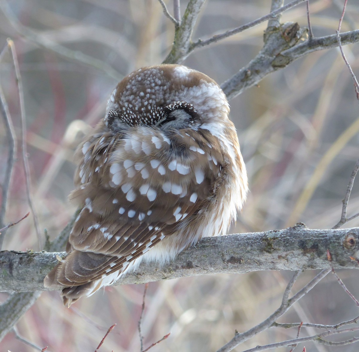 eBird Checklist - 15 Feb 2023 - Québec, rang St-Denis - 10 species