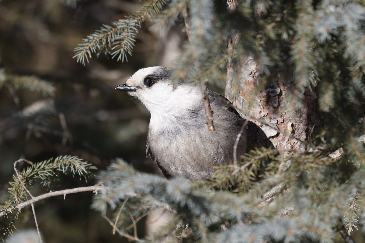 eBird Checklist - 12 Feb 2023 - Sax-Zim Bog--Arkola Rd feeders - 9 species