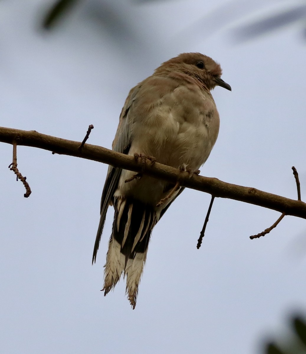 eBird Checklist - 15 Feb 2023 - BOMA Hotel Dakar Senegal - 20 species