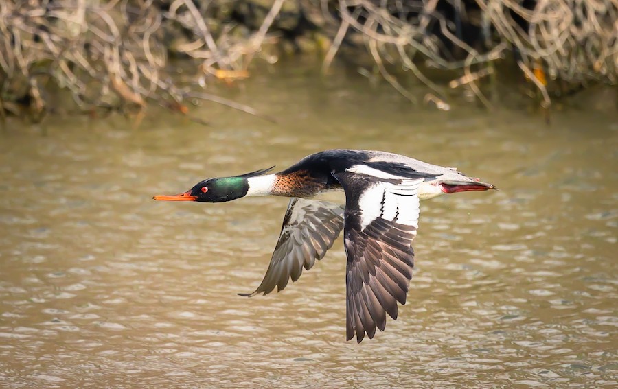 Goosander/Red-breasted Merganser - eBird