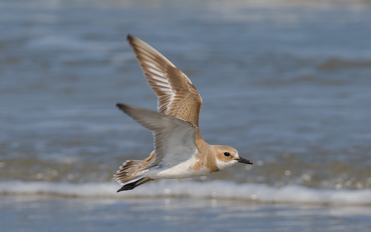 ML535757841 - Greater Sand-Plover - Macaulay Library