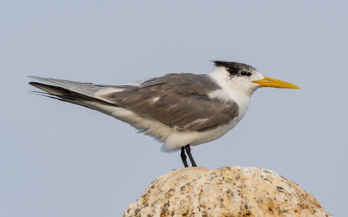 ML535761551 - Great Crested Tern - Macaulay Library