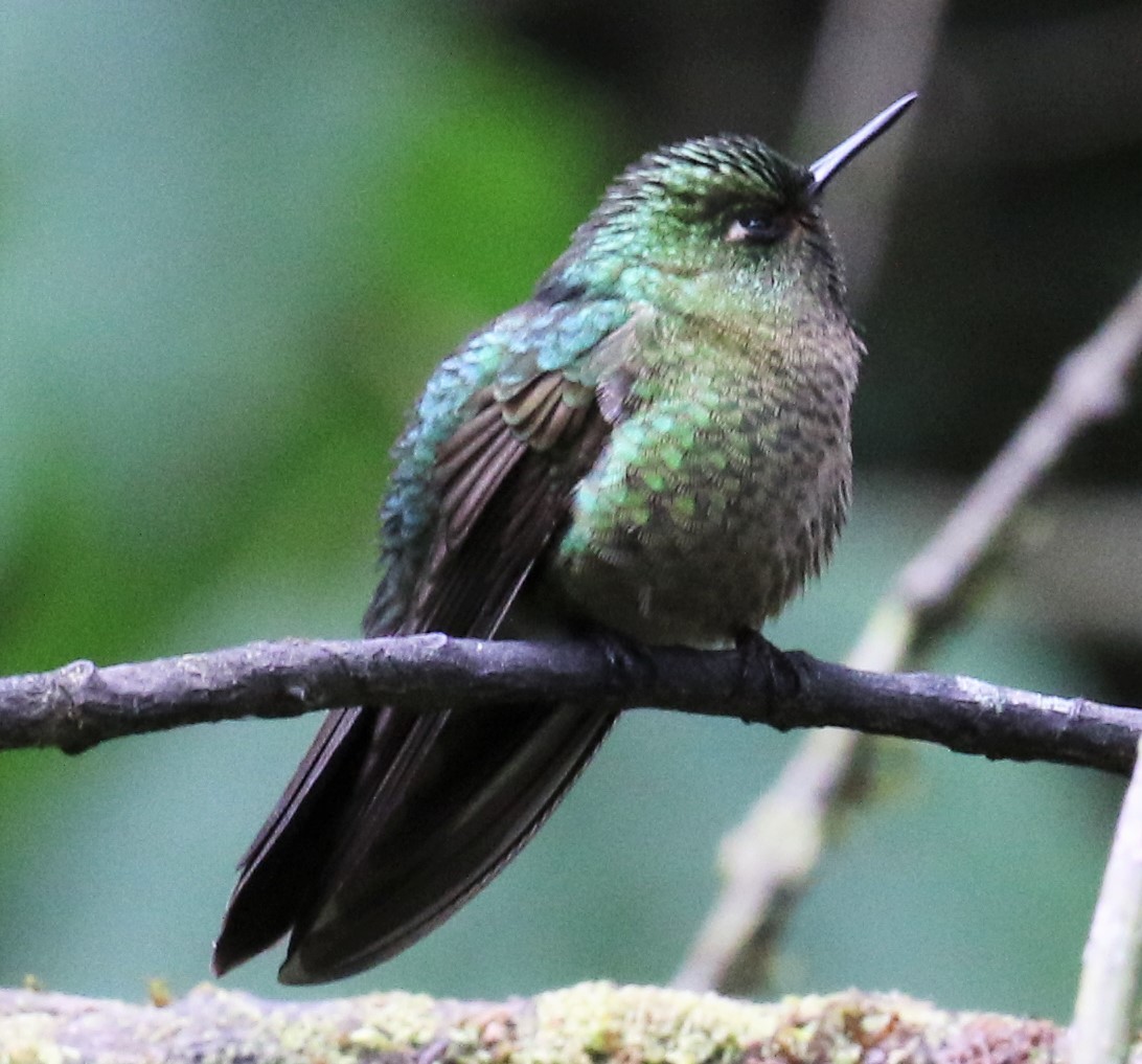eBird Checklist - 1 Oct 2021 - Reserva Yanacocha - 18 species