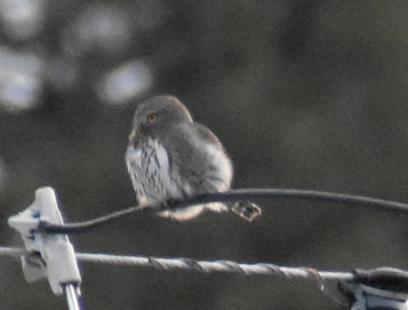 eBird Checklist - 17 Feb 2023 - Helena-Lewis and Clark National Forest ...