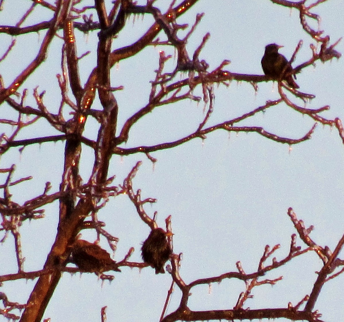 eBird Checklist - 18 Feb 2023 - King East, Kitchener, ON, Canada - 1 ...