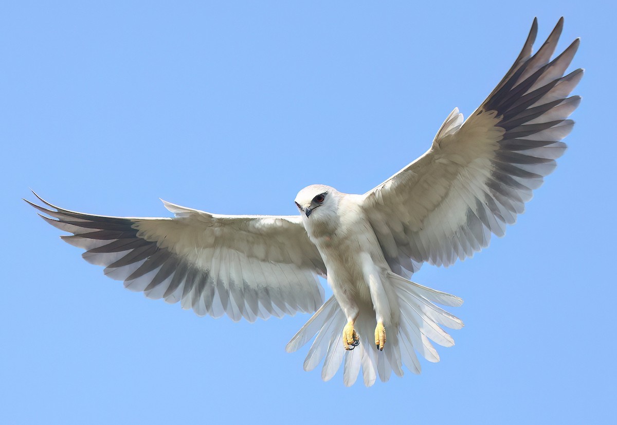 ML536403071 - Black-winged Kite - Macaulay Library