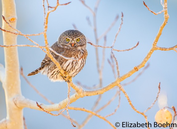 eBird Checklist - 7 Dec 2020 - Kelly Park - 1 species
