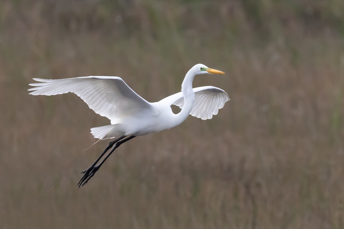 ML536579391 - Great Egret - Macaulay Library