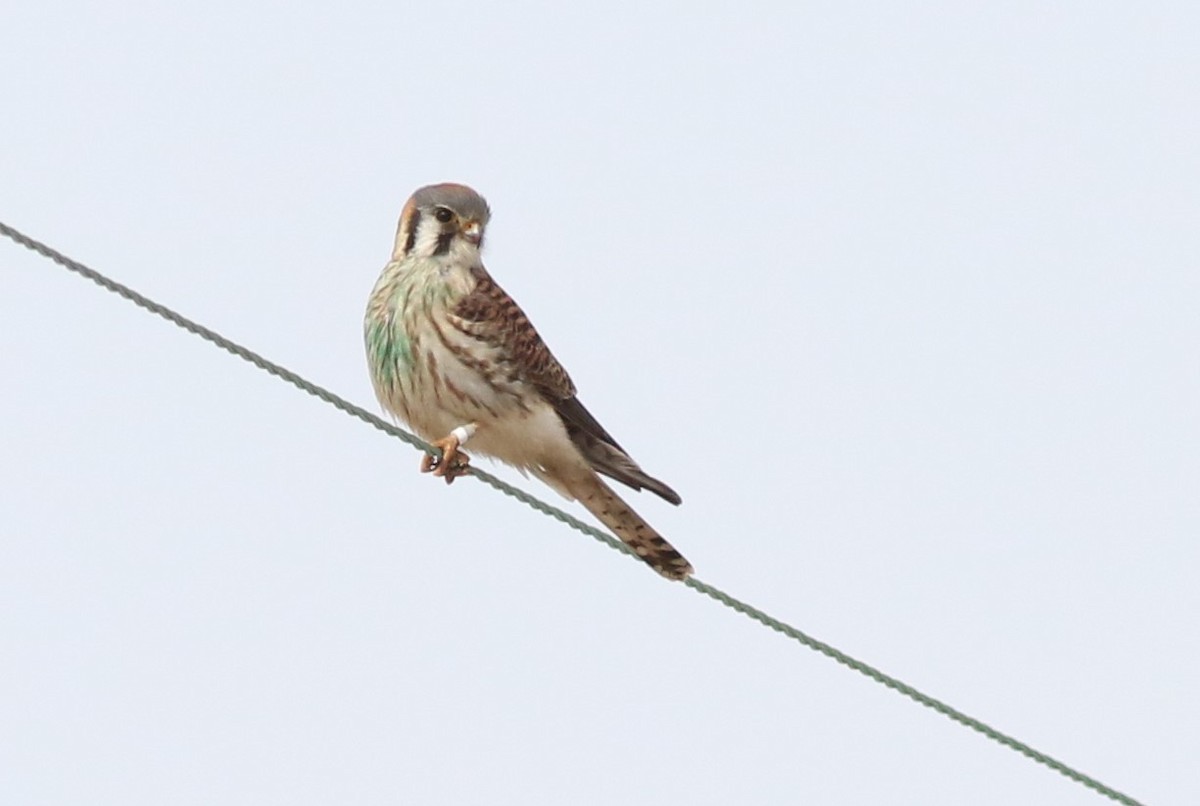 eBird Checklist - 18 Feb 2023 - N Lincoln Trail - 1 species