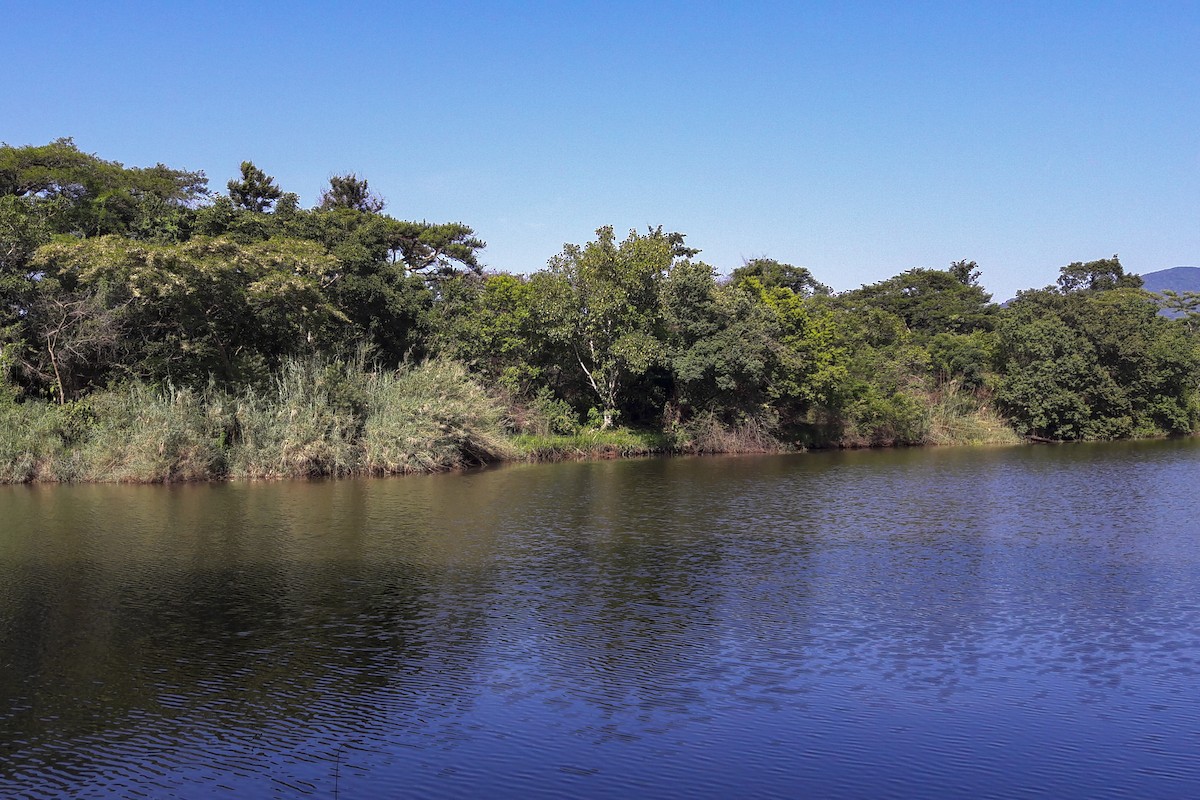 ML536797341 - African Finfoot - Macaulay Library