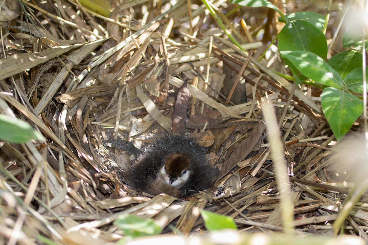 ML536829811 - African Finfoot - Macaulay Library