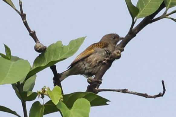 large honeyguide sp. - eBird