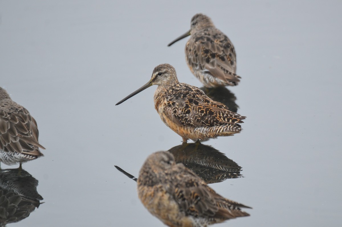 eBird Checklist - 25 Aug 2022 - Arcata Marsh and Wildlife Sanctuary ...