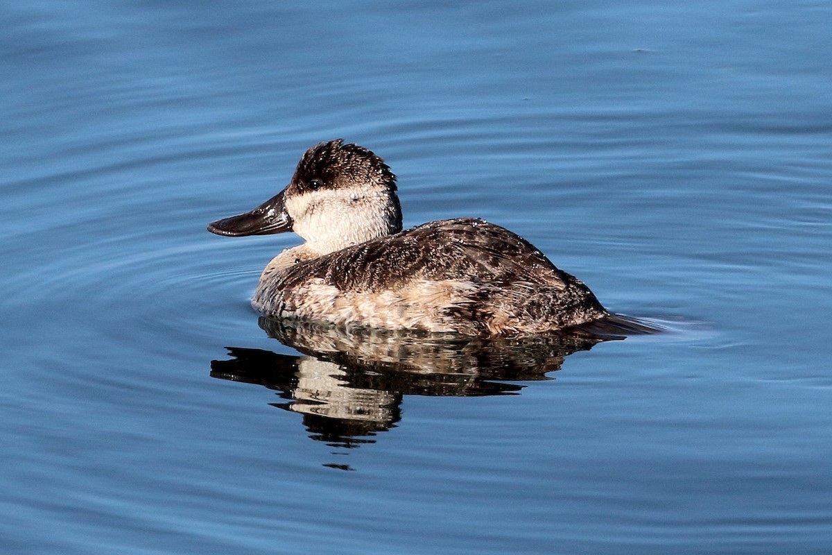 ML537193601 - Ruddy Duck - Macaulay Library