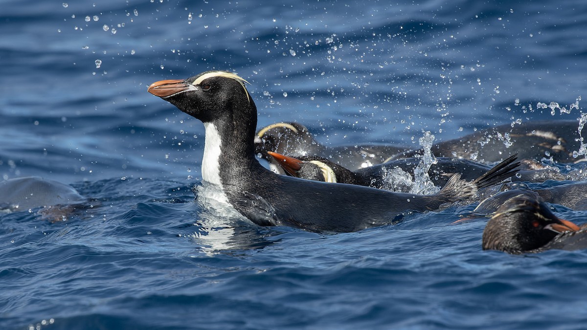 ML537343061 - Erect-crested Penguin - Macaulay Library