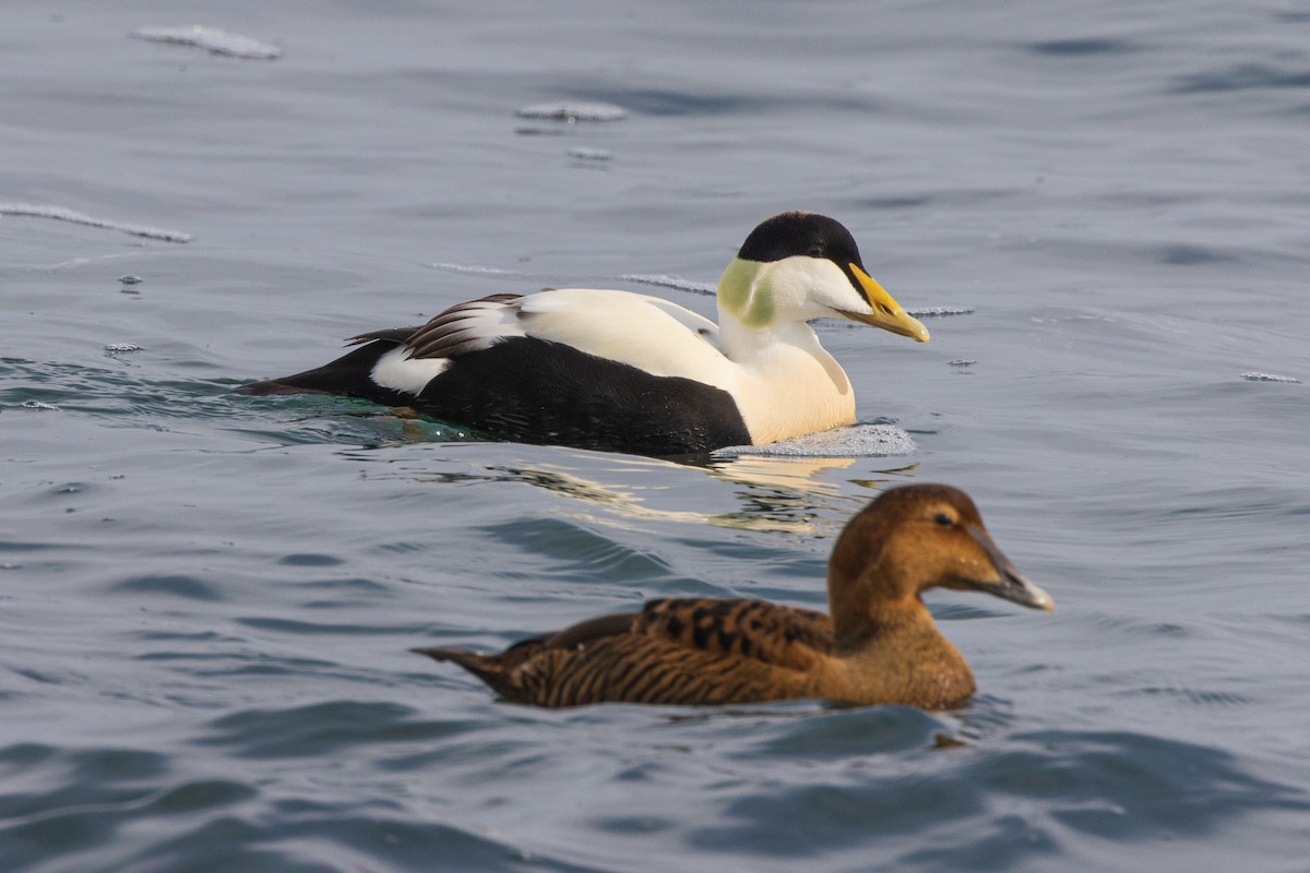 ML537923531 - Common Eider (Northern) - Macaulay Library