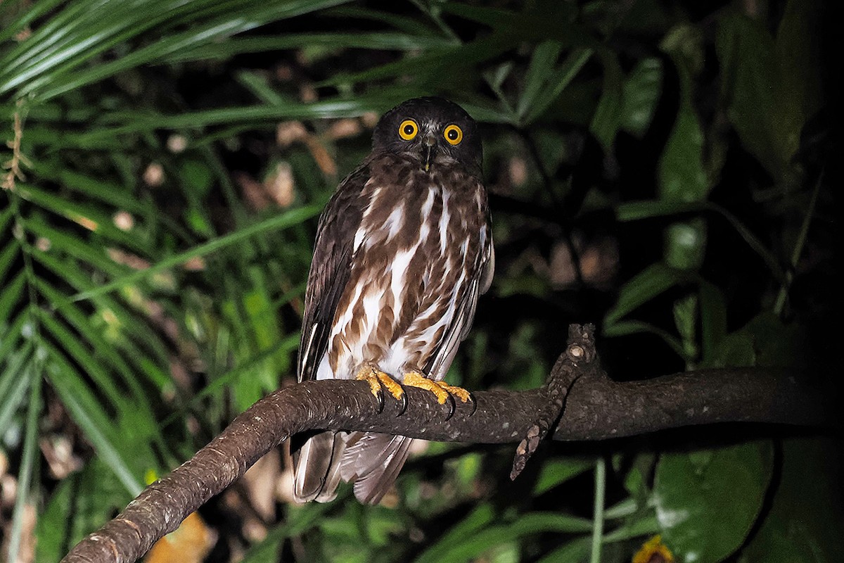 ML538154821 - Chocolate Boobook - Macaulay Library