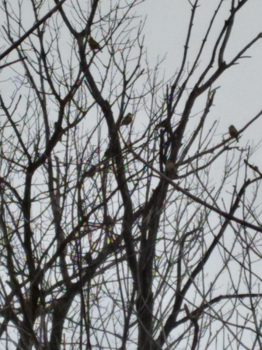 eBird Checklist - 22 Feb 2023 - Ellice Swamp - 8 species