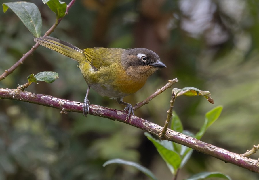 Clorospingo Común (Bolivia sur) - eBird