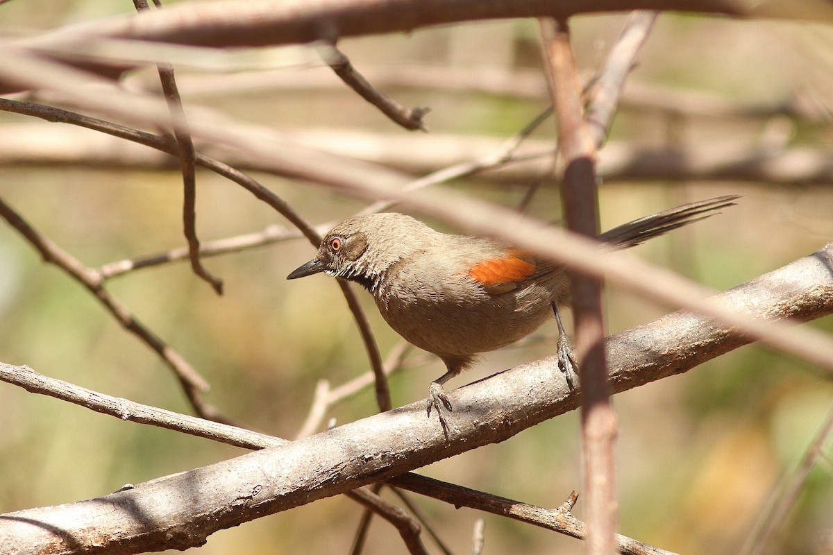 ML538396121 - Red-shouldered Spinetail - Macaulay Library