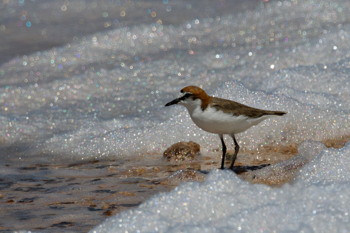 ML538469761 - Red-capped Plover - Macaulay Library