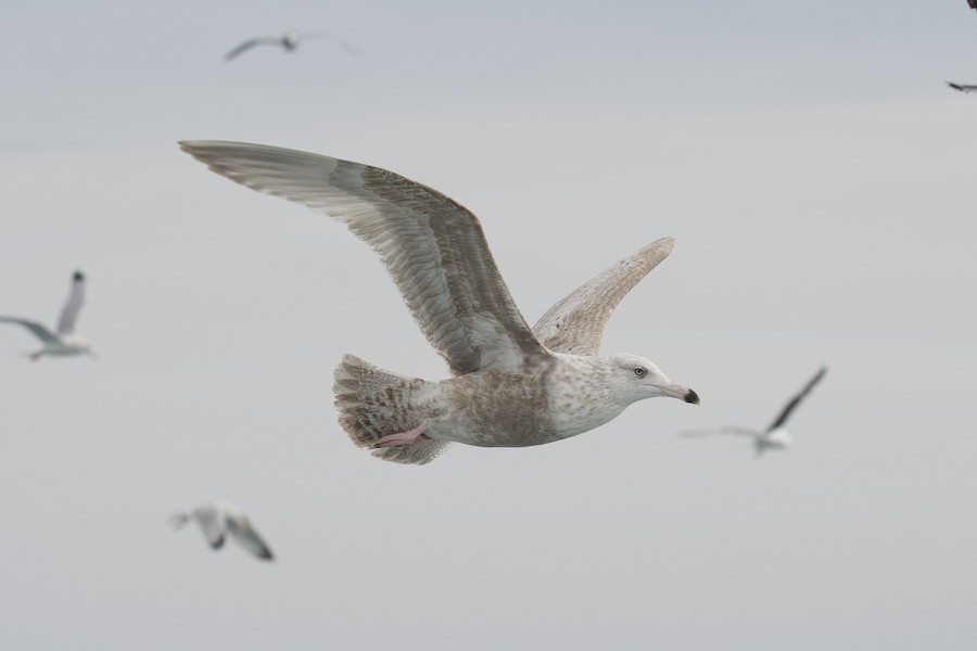 Herring x Glaucous Gull (hybrid) - eBird