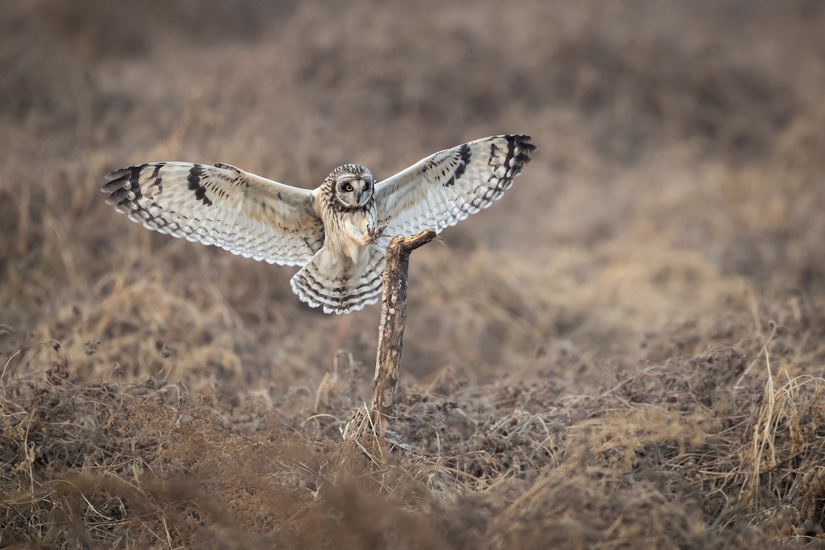ML538527931 - Short-eared Owl - Macaulay Library