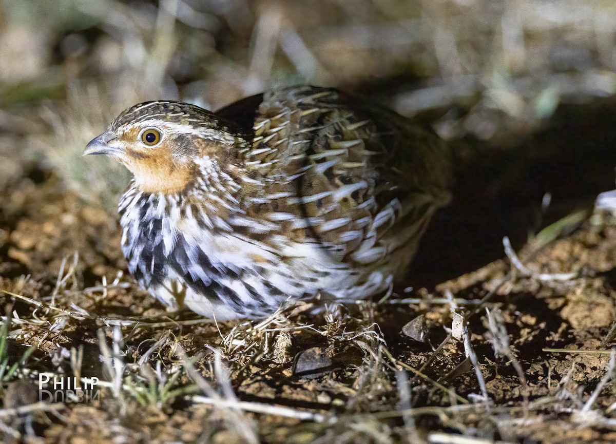 eBird Checklist - 21 Feb 2023 - Terrick Terrick National Park ...