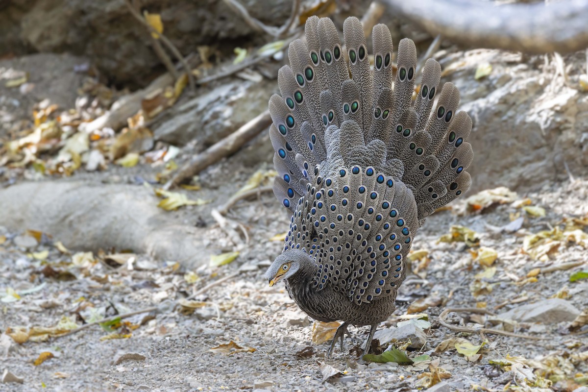 ML538656561 - Gray Peacock-Pheasant - Macaulay Library