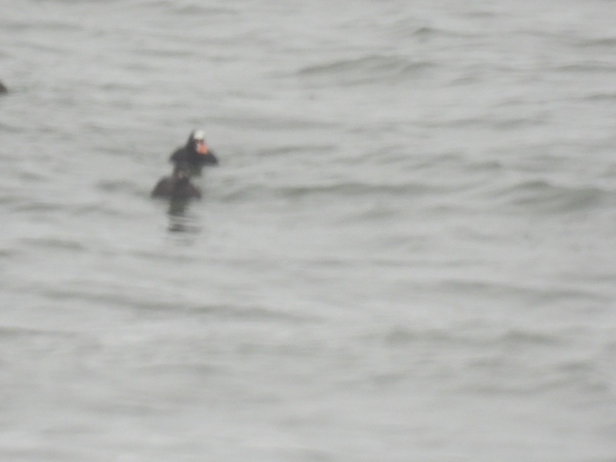 New York Breeding Bird Atlas Checklist - 23 Feb 2023 - Smith Point to ...