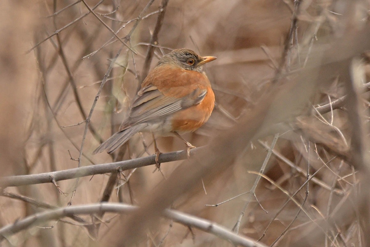 ML538783051 - Rufous-backed Robin - Macaulay Library