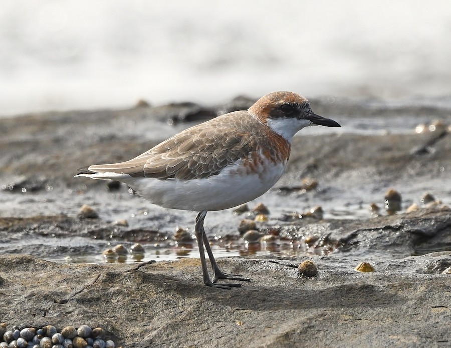 sand-plover sp. - eBird