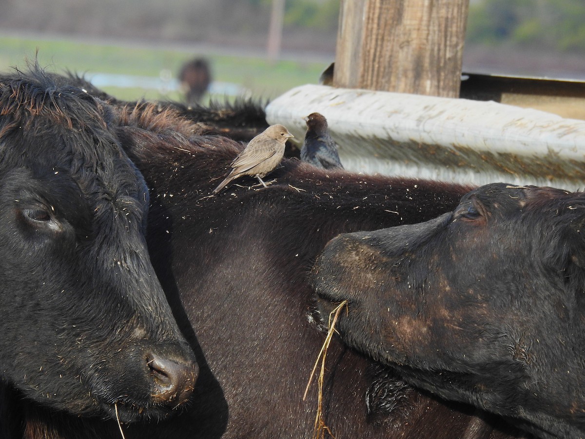 eBird Checklist - 24 Feb 2023 - Arcata Bottoms--V St. Loop - 15 species