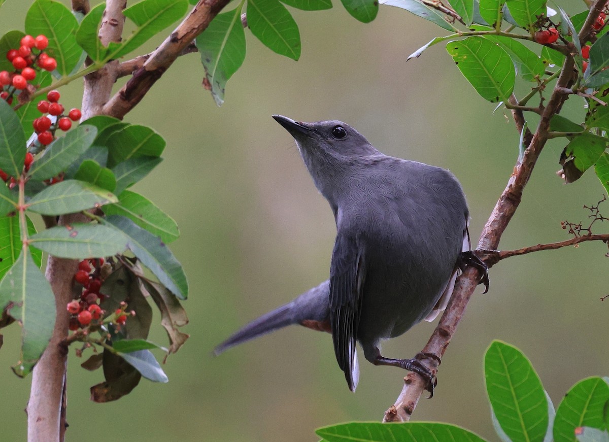 eBird Checklist - 16 Feb 2023 - St. George's GC - 13 species