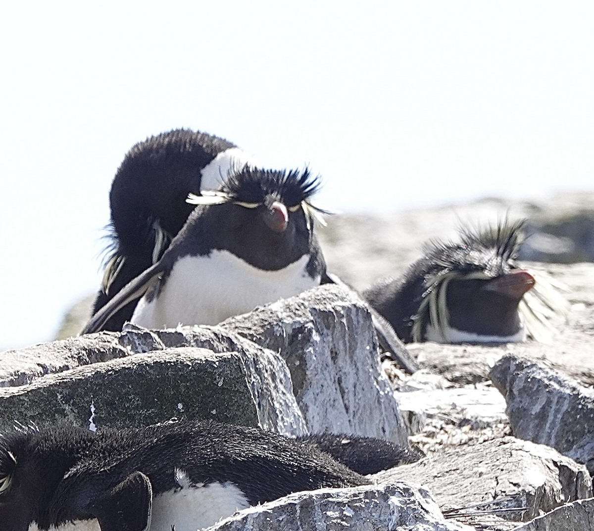 ML539539521 - Moseley's Rockhopper Penguin - Macaulay Library