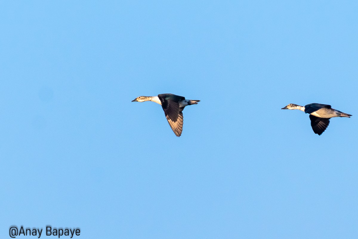 eBird Checklist - 26 Feb 2023 - Gangapur Dam backwaters, Nashik - 40 ...