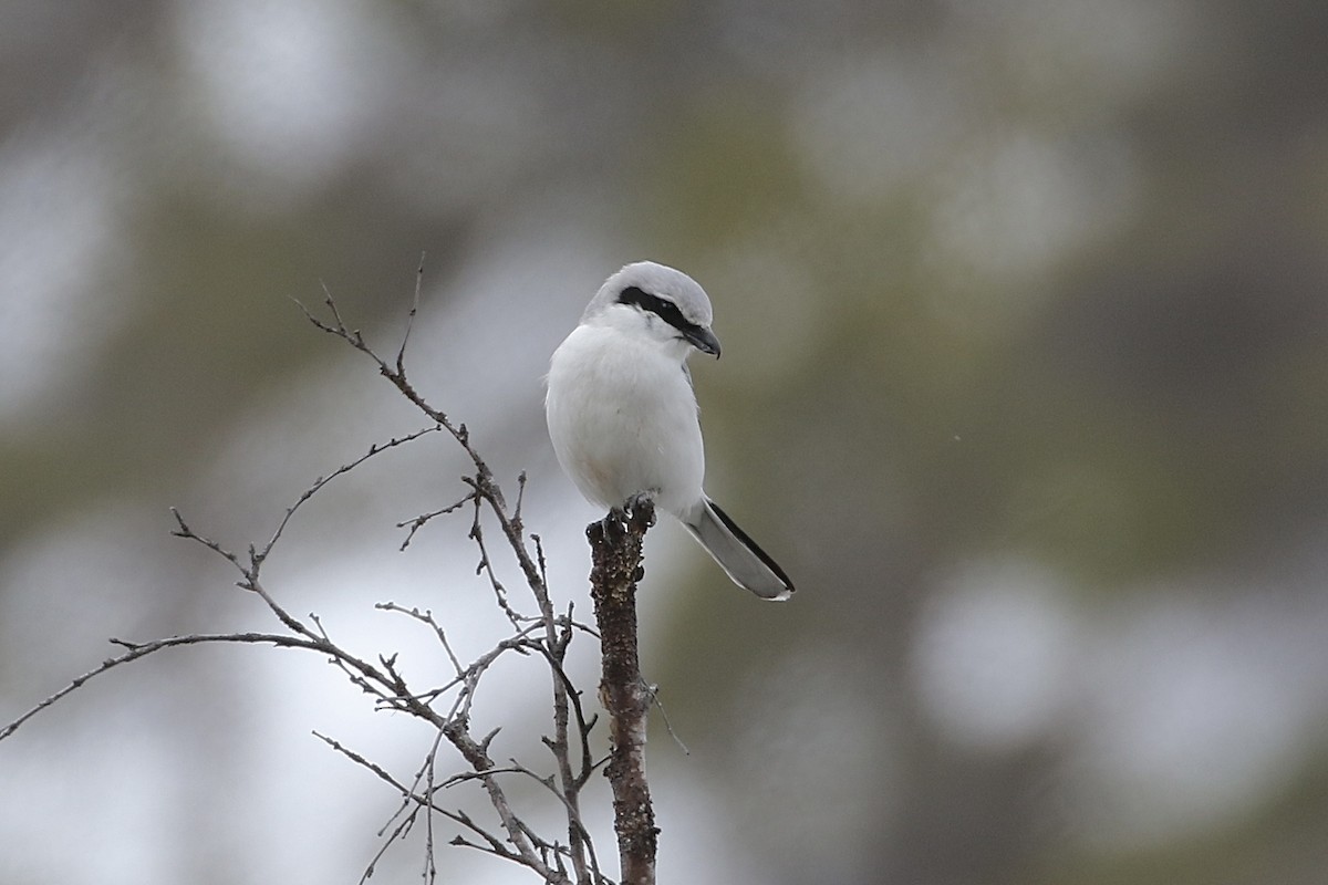eBird Checklist - 21 May 2017 - FI-Lapland-Kaamanen-Kaamasentie 3779 ...