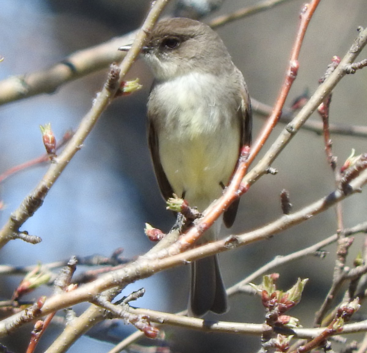 eBird Checklist - 9 Apr 2017 - Boston Nature Center Wildlife Sanctuary ...