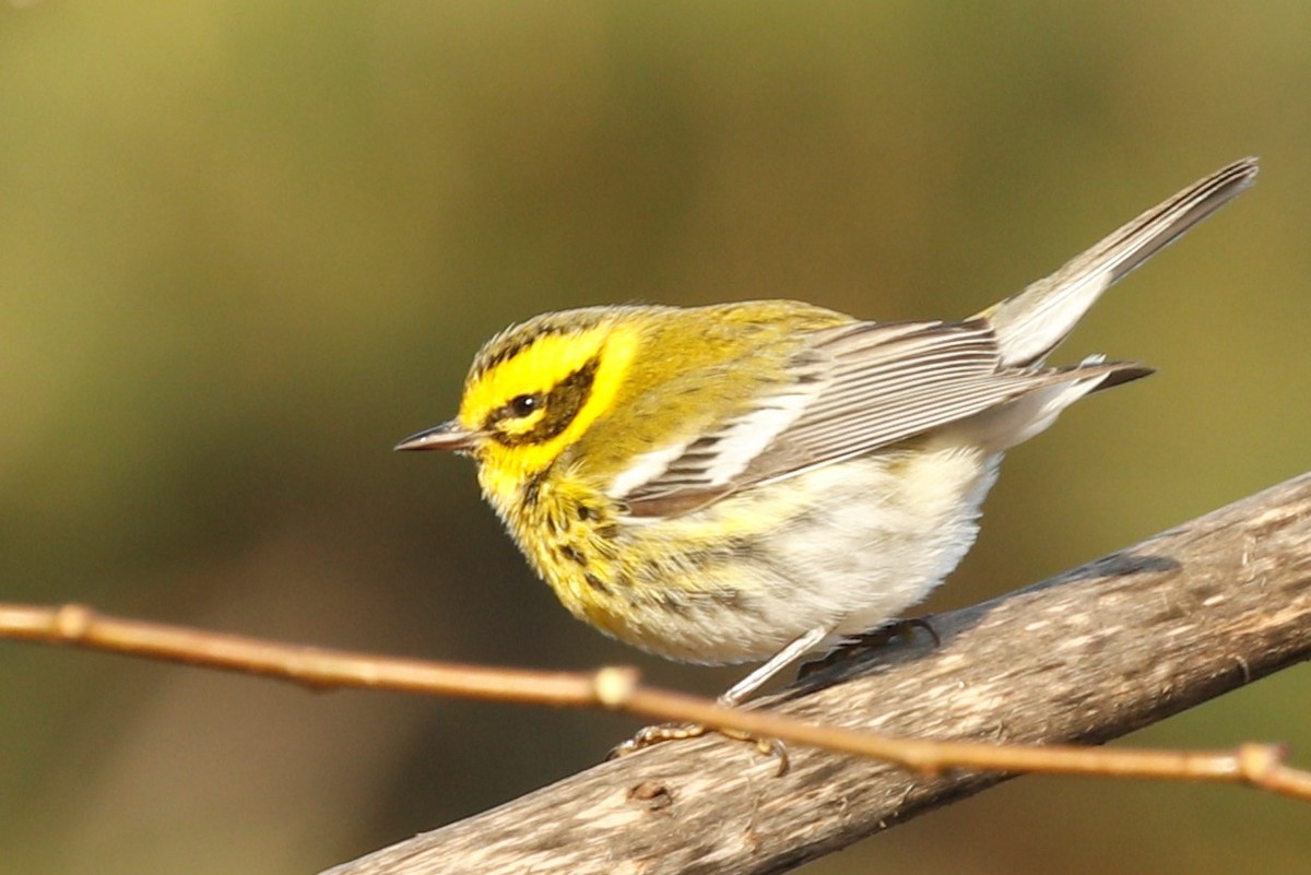 ML539961871 - Townsend's Warbler - Macaulay Library